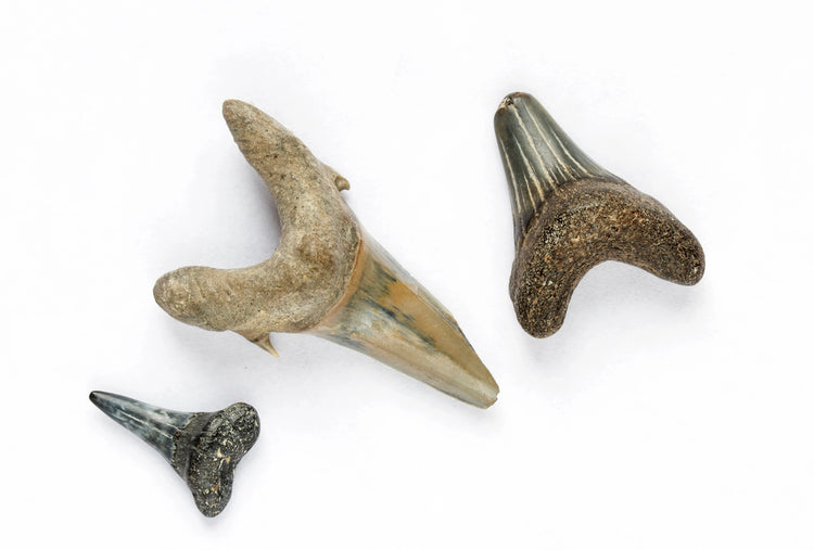 6 Tip for Shark Tooth Identification: A Guide | Engineered Labs