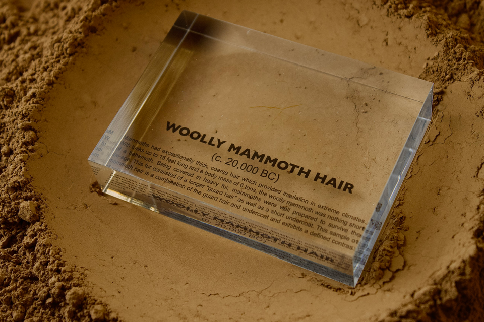 Woolly Mammoth Hair – Engineered Labs