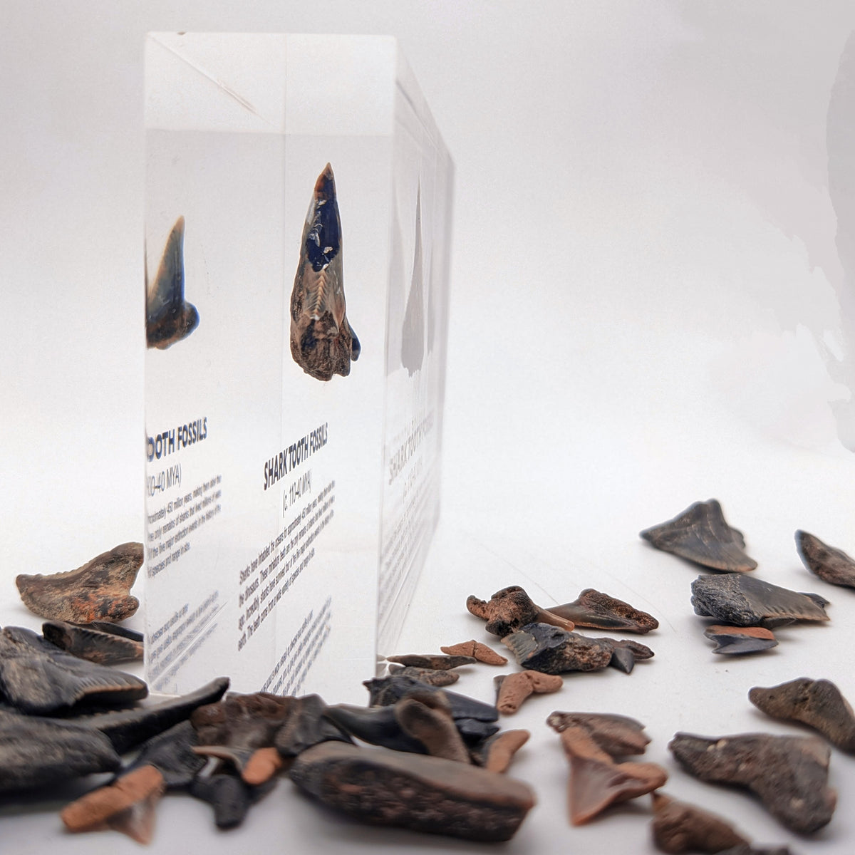 Shark Tooth Fossils – Engineered Labs